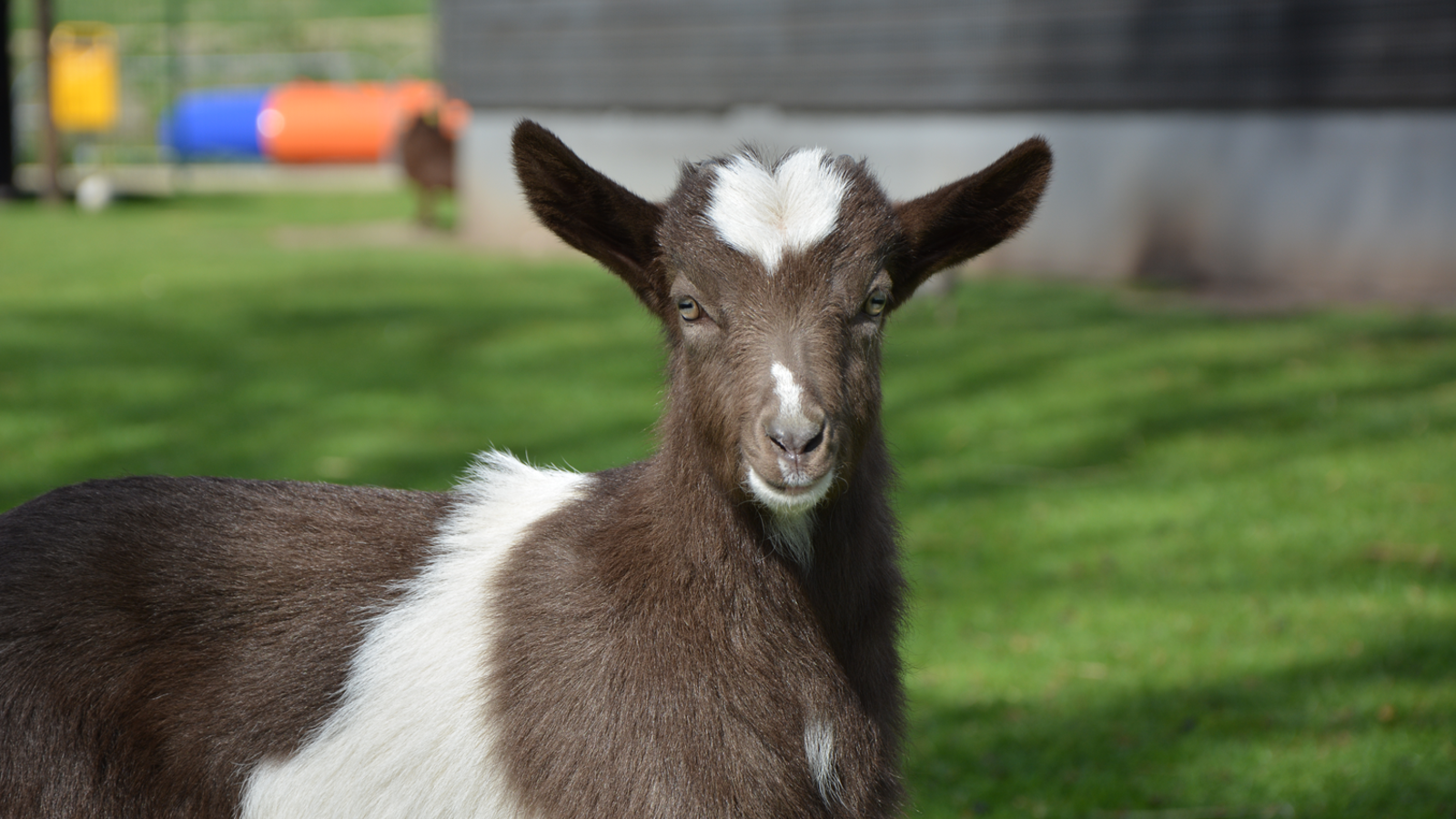 Geiten | Dierendal